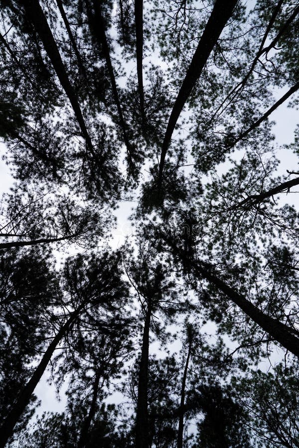 An Antâ€™s Eye View of the Pine Trees Shows the Dusky Sky Above the ...