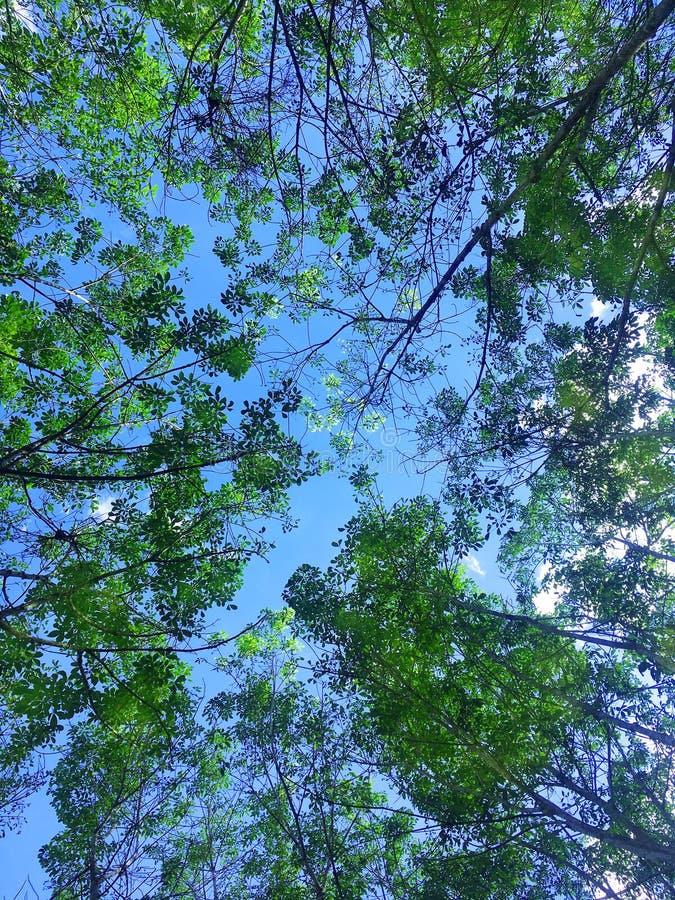 Ant S Eye View Under the Bright Blue Sky. Stock Photo - Image of leaf ...