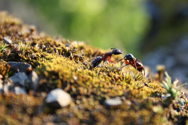 AntÂ´s fight stock image. Image of competition, fight - 25060643