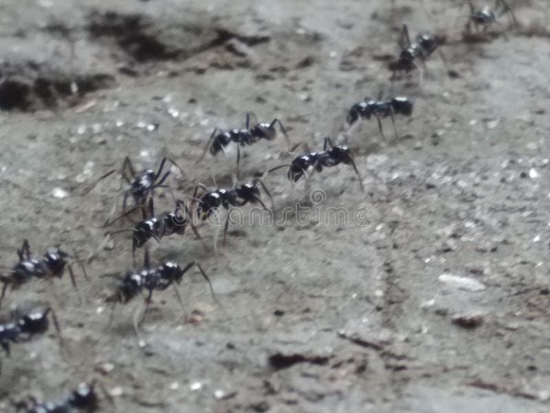 Ant& x27;s group stock image. Image of nice, queue - 153186143