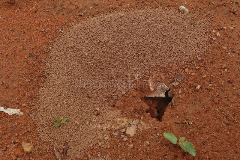 118 Ant Hill Made Sand Stock Photos - Free & Royalty-Free Stock Photos ...