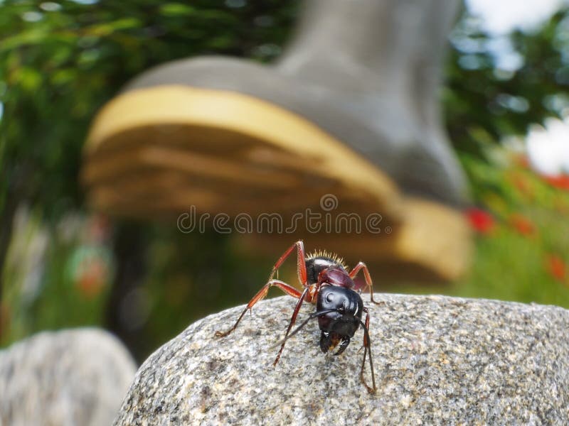 Micro Football - Ants Soccer Stock Photo - Image of goal, goalie: 11257130