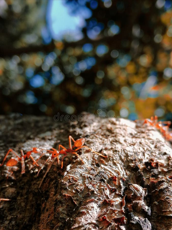 Red Ants in Search of Food. Ants Life Encounter Stock Image - Image of ...