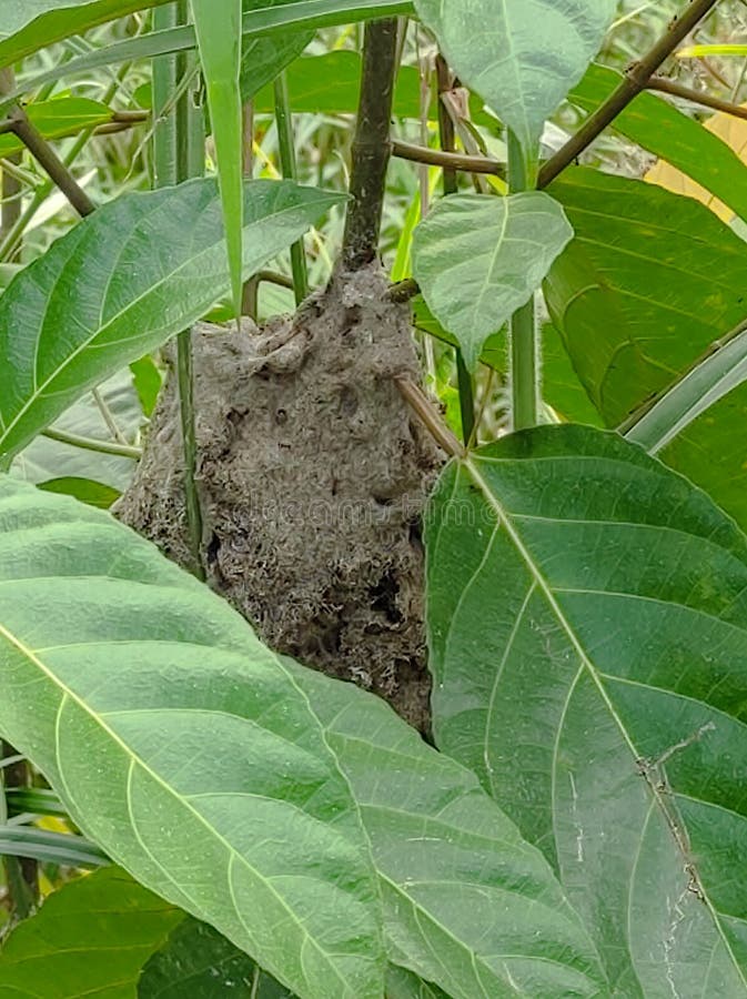 Ants Nest and Tree stock photo. Image of shrub, produce - 264272804