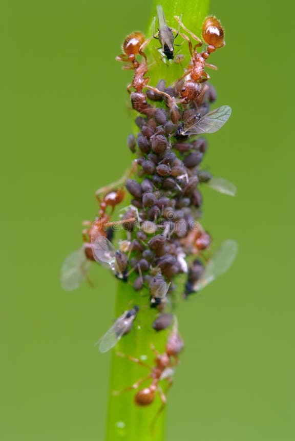 Ant S Pasture with Plant Louse Stock Image - Image of worker, grass ...