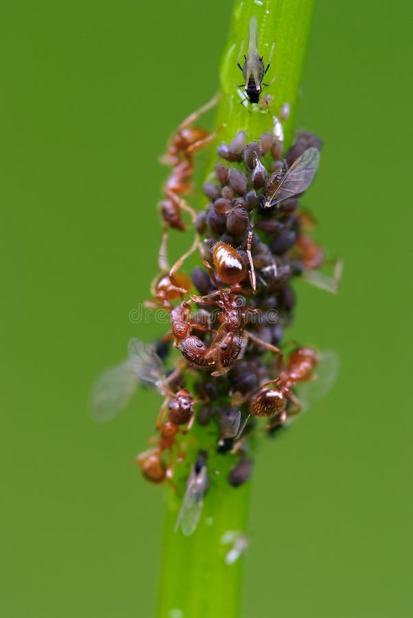Ant S Pasture with Plant Louse Stock Photo - Image of flower, grass ...