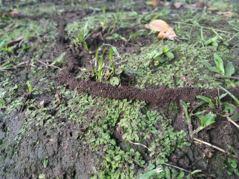 The Ant& X27;s Path is Very Long Over the Rupture Stock Photo - Image ...