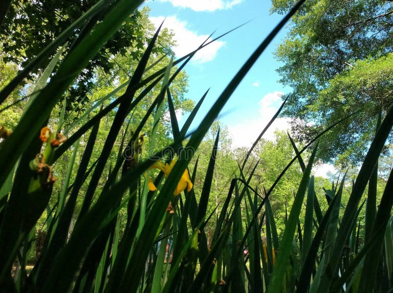 367 Perspective Ant Stock Photos - Free & Royalty-Free Stock Photos ...