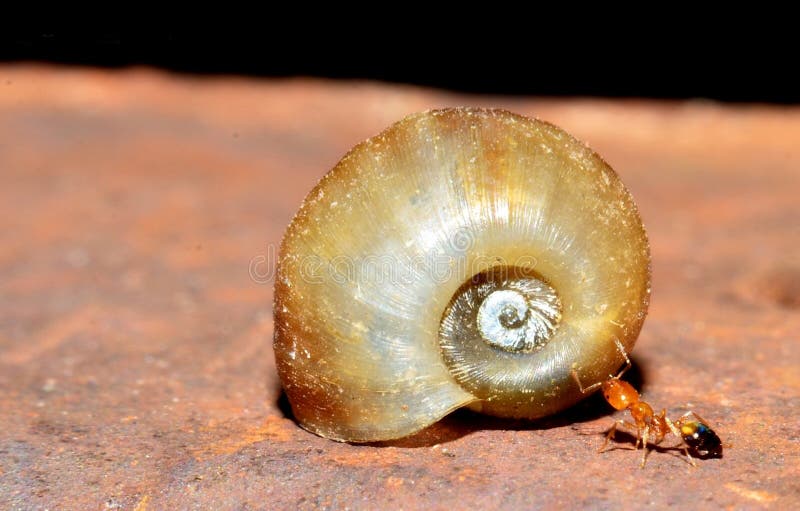 Ant stock image. Image of cute, friend, talking, macro - 42612485