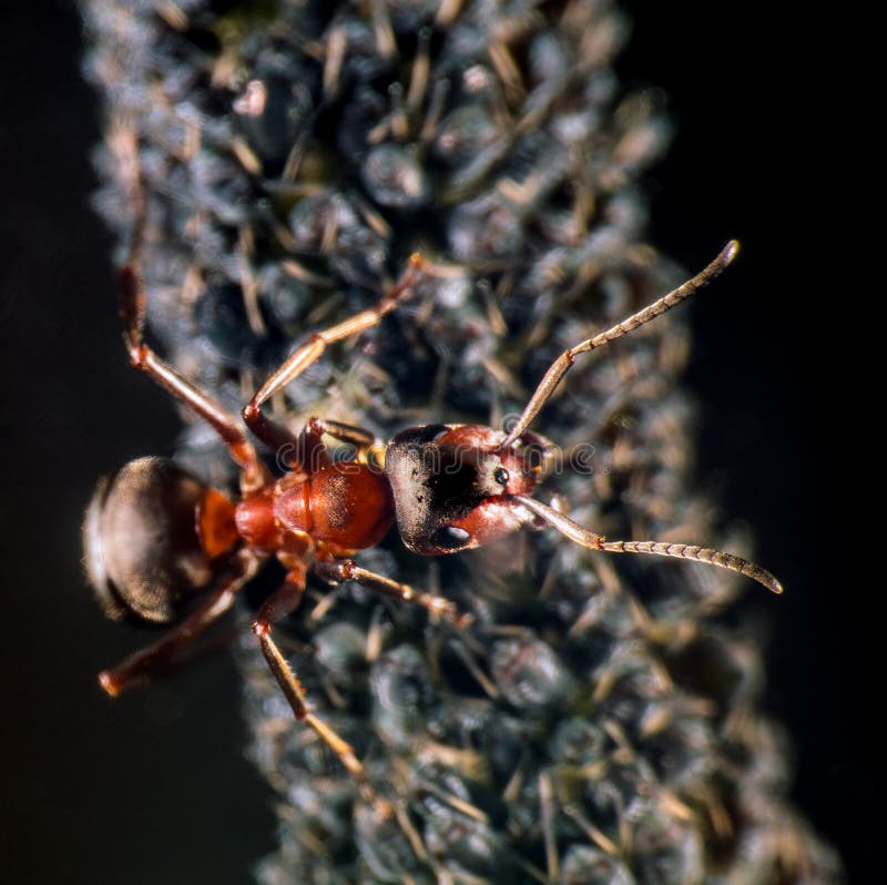Ant and plant lice stock image. Image of aphidoidea, formica - 97154779