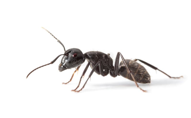 Ant Side View Stock Photo - Image: 40692256