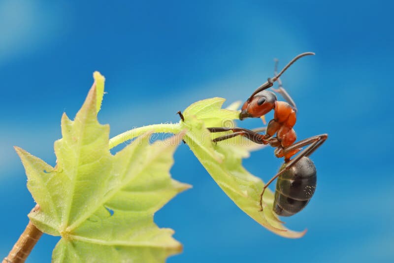 An Ant Sits on a Maple Leaf Against a Blue Sky on an Autumn Sunny Day ...