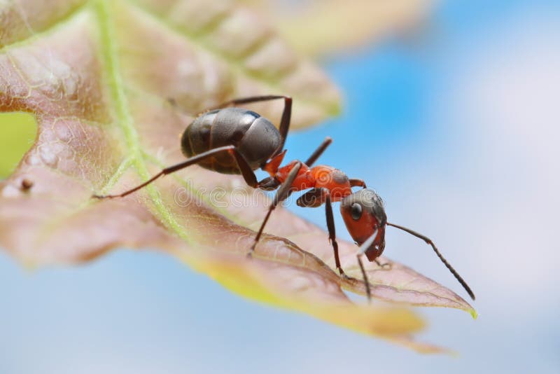 An Ant Sits on a Small Oak Leaf. Stock Photo - Image of maple, examines ...