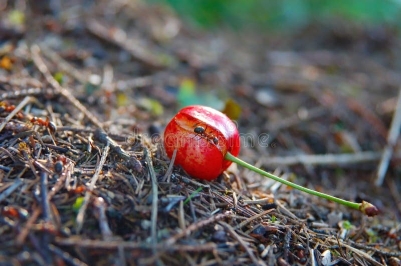 Ant sitting on cherries stock image. Image of closeup - 182454421