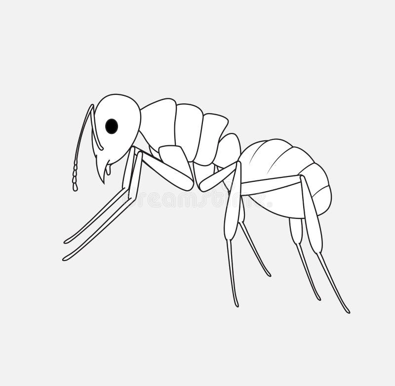 Army Ant Stock Illustrations – 221 Army Ant Stock Illustrations ...