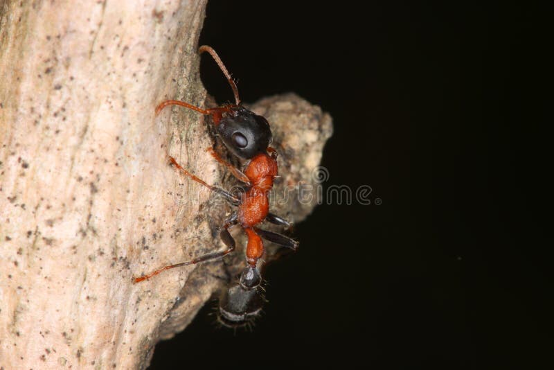 Ant stock image. Image of orange, hornet, black, weevil - 39459707