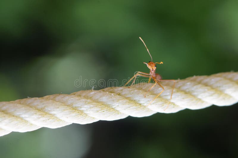The ant stock image. Image of ants, rope, detail, wildlife - 43969853