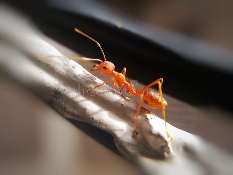 TheÂ ant stock image. Image of including, found, exception - 97014217