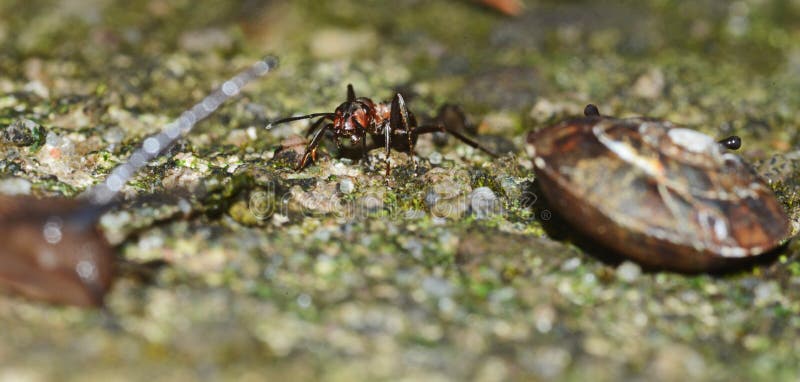 Ant and snails stock photo. Image of spring, focus, nature - 36420748
