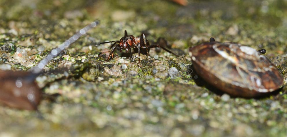 Ant and snails stock photo. Image of spring, focus, nature - 36420748