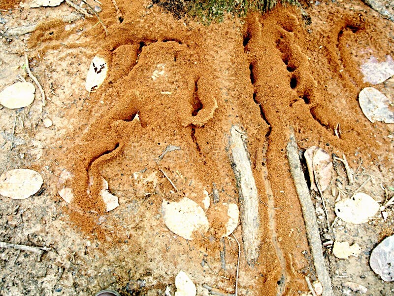 Ant house stock photo. Image of summer, forest, stump - 61470464