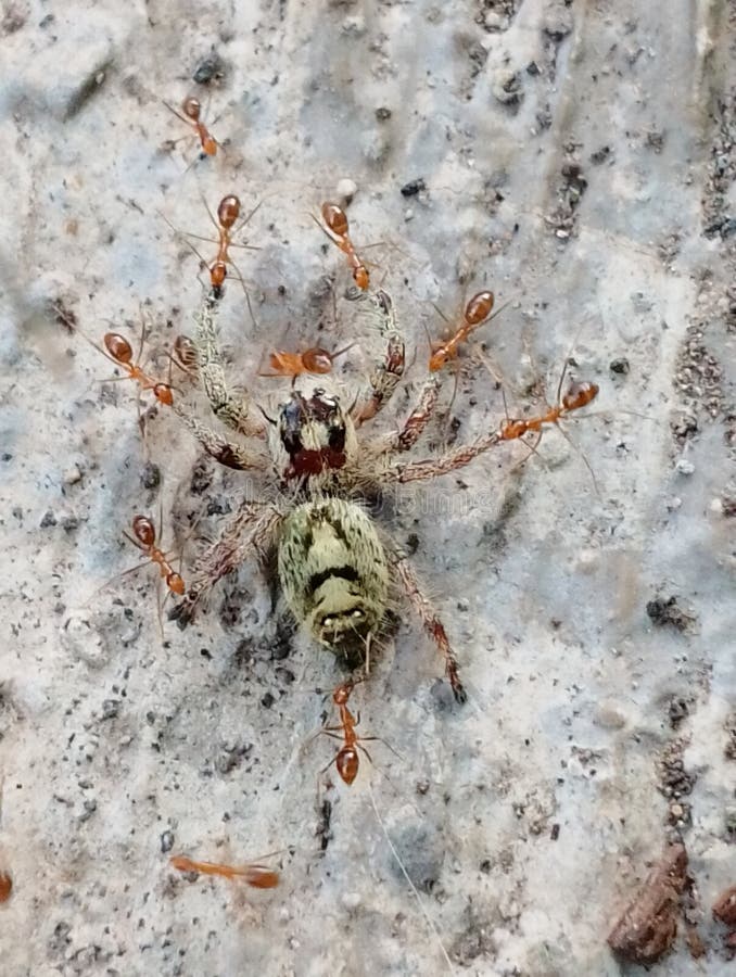 Ant and spider fight. stock image. Image of spider, fight - 318641567