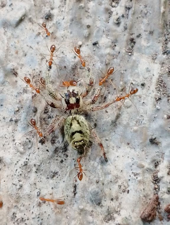 Ant and spider fight. stock image. Image of spider, fight - 318641567