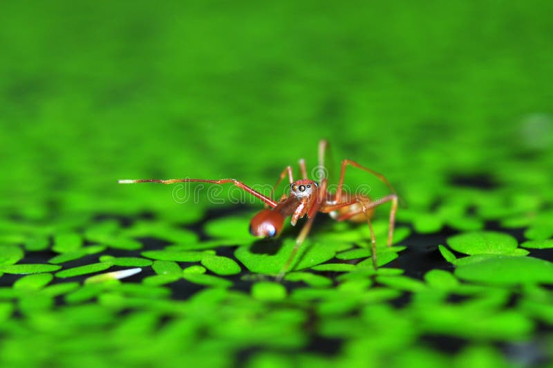 Ant spider jumping stock photo. Image of mirror, simulate - 21661720