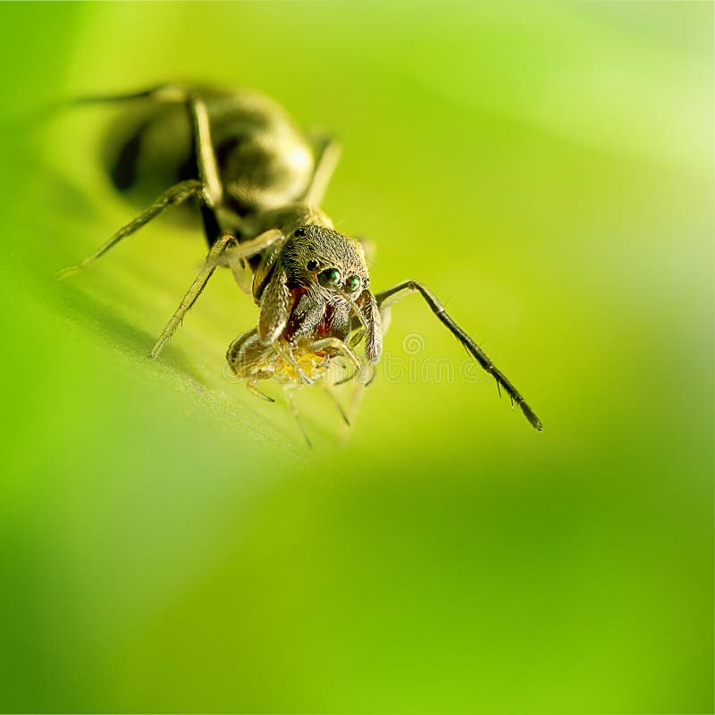 Ant Spider is Staying on the Green Stock Image - Image of animals, leaf ...