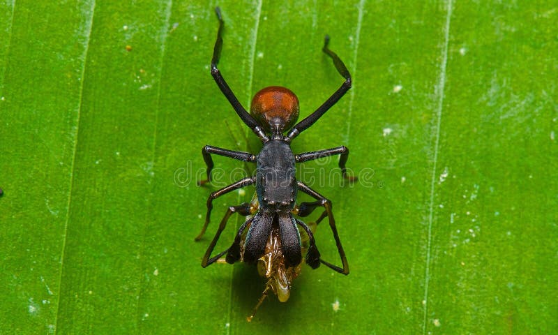 Ant spider editorial stock image. Image of insect, black - 45521419
