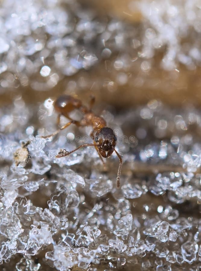 Ant in spring stock image. Image of brown, beautiful - 140504495