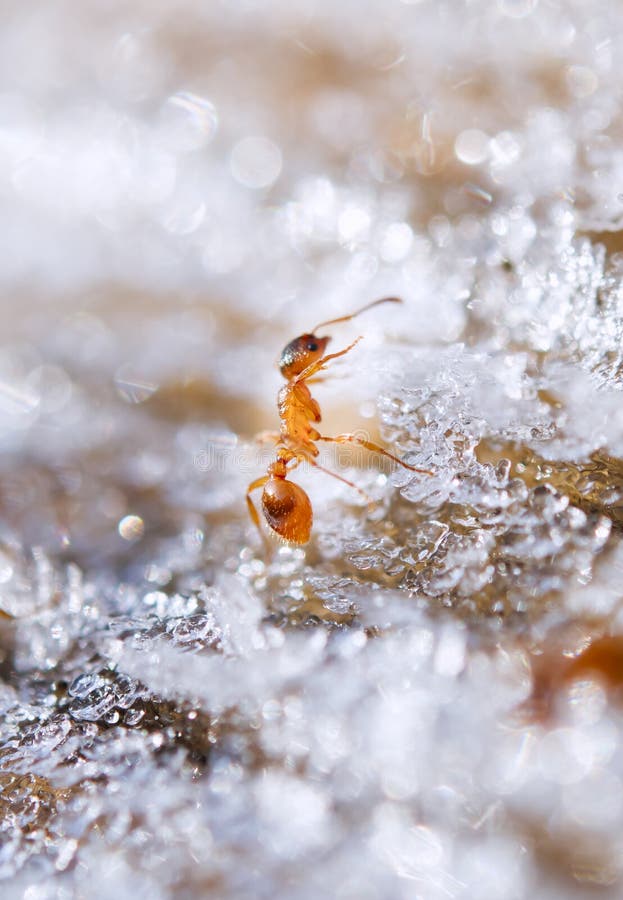 Red ants stock image. Image of macro, black, white, small - 139242929