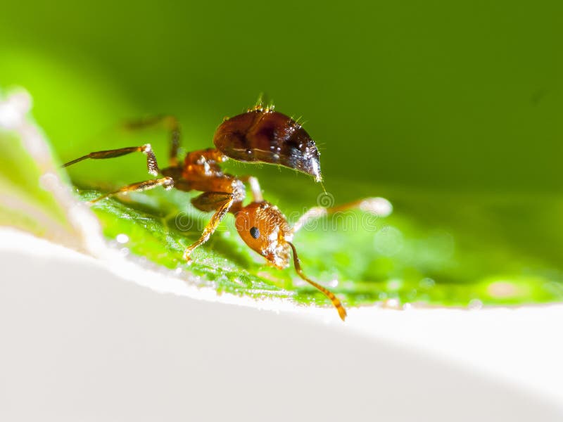 Ant Stand on the Leaf Like Just Walk There To Do Something Stock Image ...