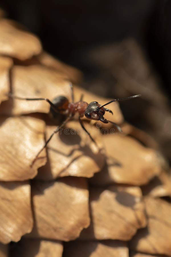 An Ant Standing on Spruce Cone Stock Photo - Image of macro, animal ...