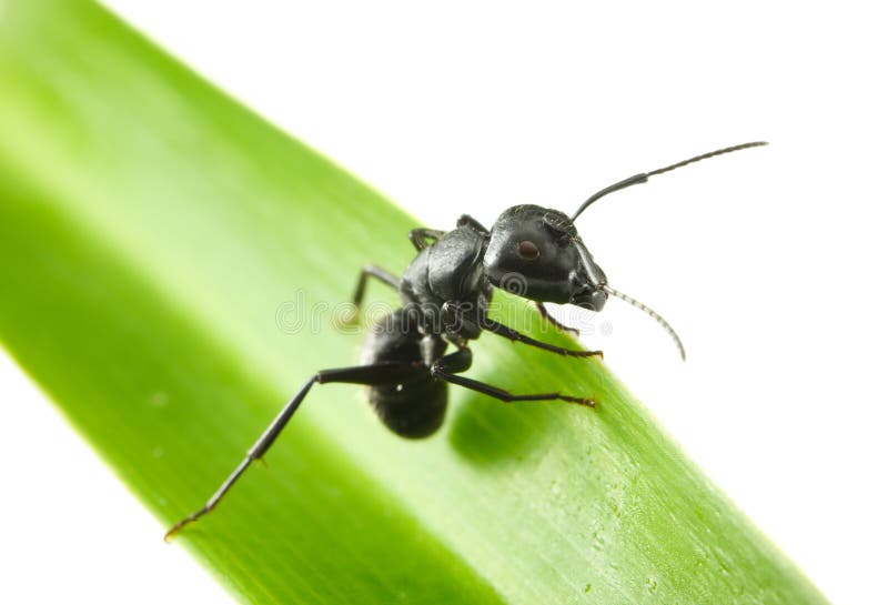 Ant standing on green leaf stock image. Image of animal - 40692259