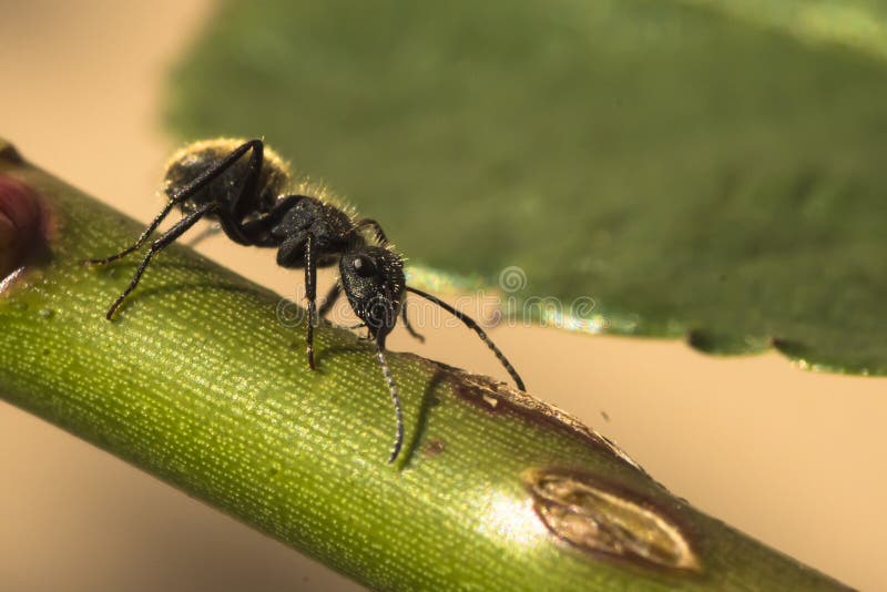 Ant Standing in a Green Stick with a Green Leaf Behind. Macro ...