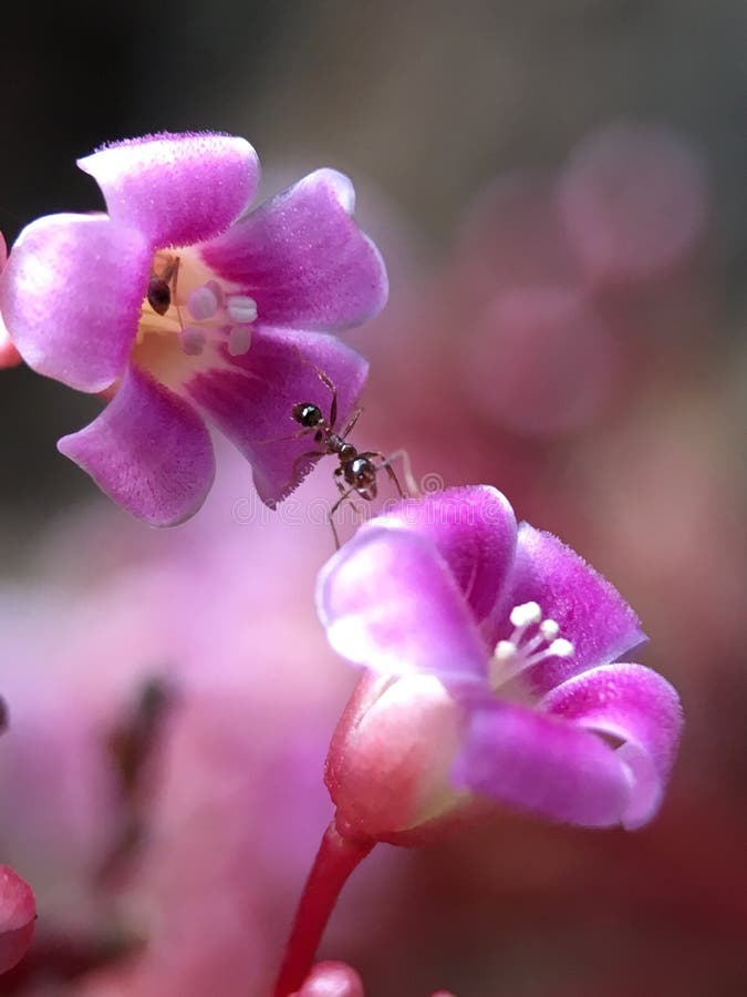 An Ant on Star Fruit Flower Stock Image - Image of fruit, flower: 114524831