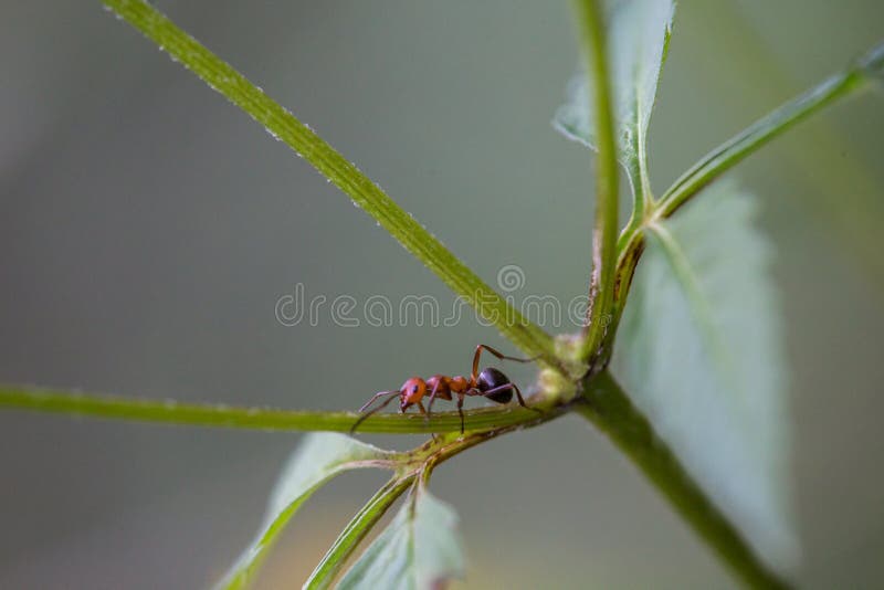 Ant on Stem stock image. Image of brown, animal, leaf - 81621083