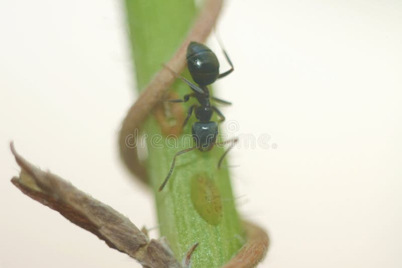 Ant on the stem stock image. Image of small, stem, green - 77039113