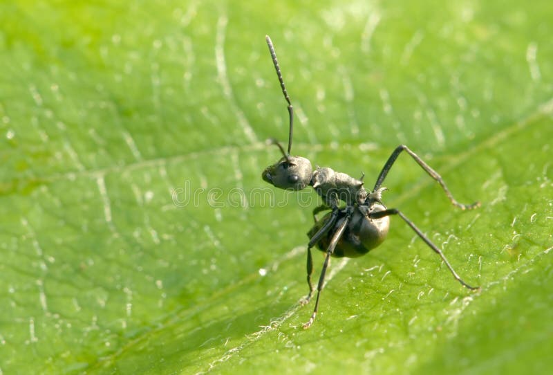 Ant strange movement stock image. Image of causing, fosters - 5480673