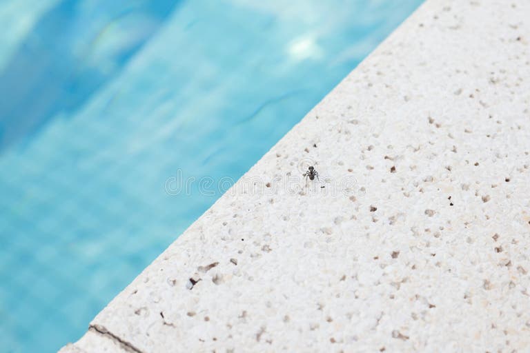 Ant on swimming pool stock photo. Image of stone, water - 70737340