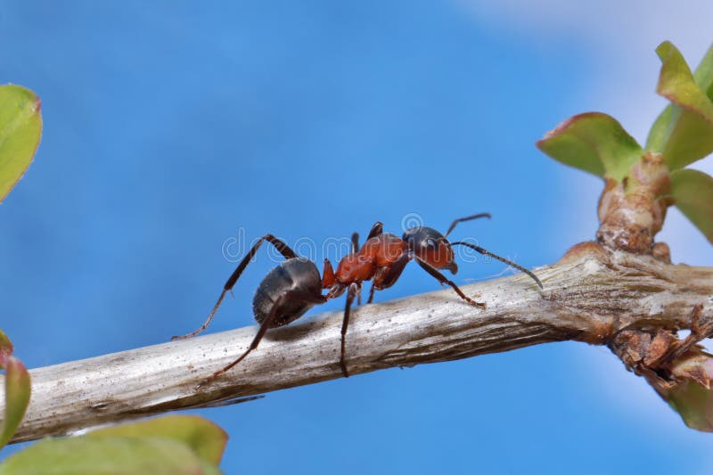 An Ant Systematically Runs Along a Grass Stalk Against a Blue Sky ...