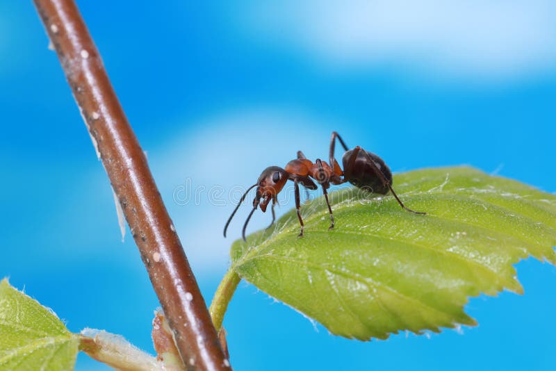 An Ant Systematically Runs Along a Grass Stalk Against a Blue Sky ...