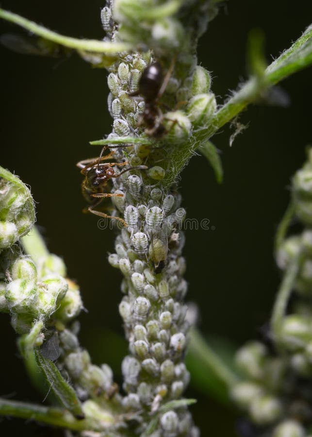 An Ant Takes Care of a Large Herd of Aphids on the Trunk of a Shrub ...