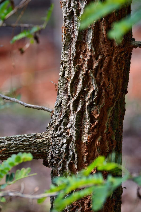 Chithal Stock Photos - Free & Royalty-Free Stock Photos from Dreamstime