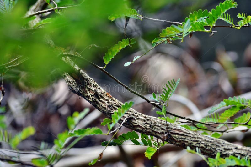 Chithal Stock Photos - Free & Royalty-Free Stock Photos from Dreamstime