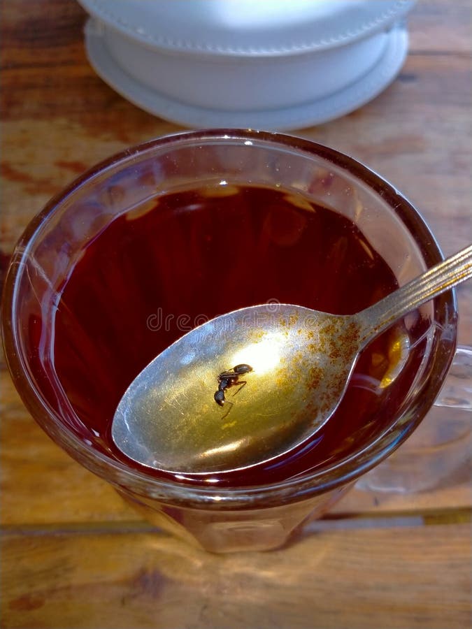 The ant stock photo. Image of fruit, dish, juice, lighting - 223766186