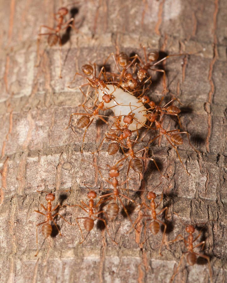 Ant teamwork stock photo. Image of teamwork, nature, isolated - 36363904
