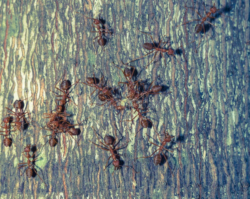 Ant teamwork stock photo. Image of teamwork, nature, isolated - 36363904