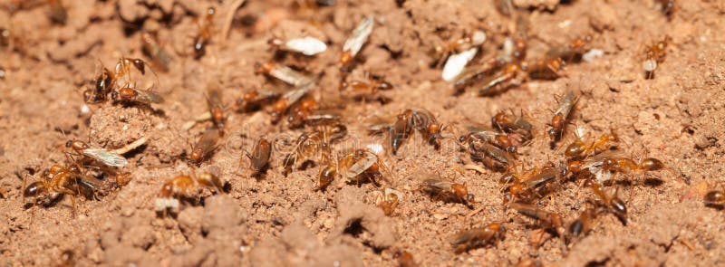 Ant teamwork stock photo. Image of teamwork, nature, isolated - 36363904